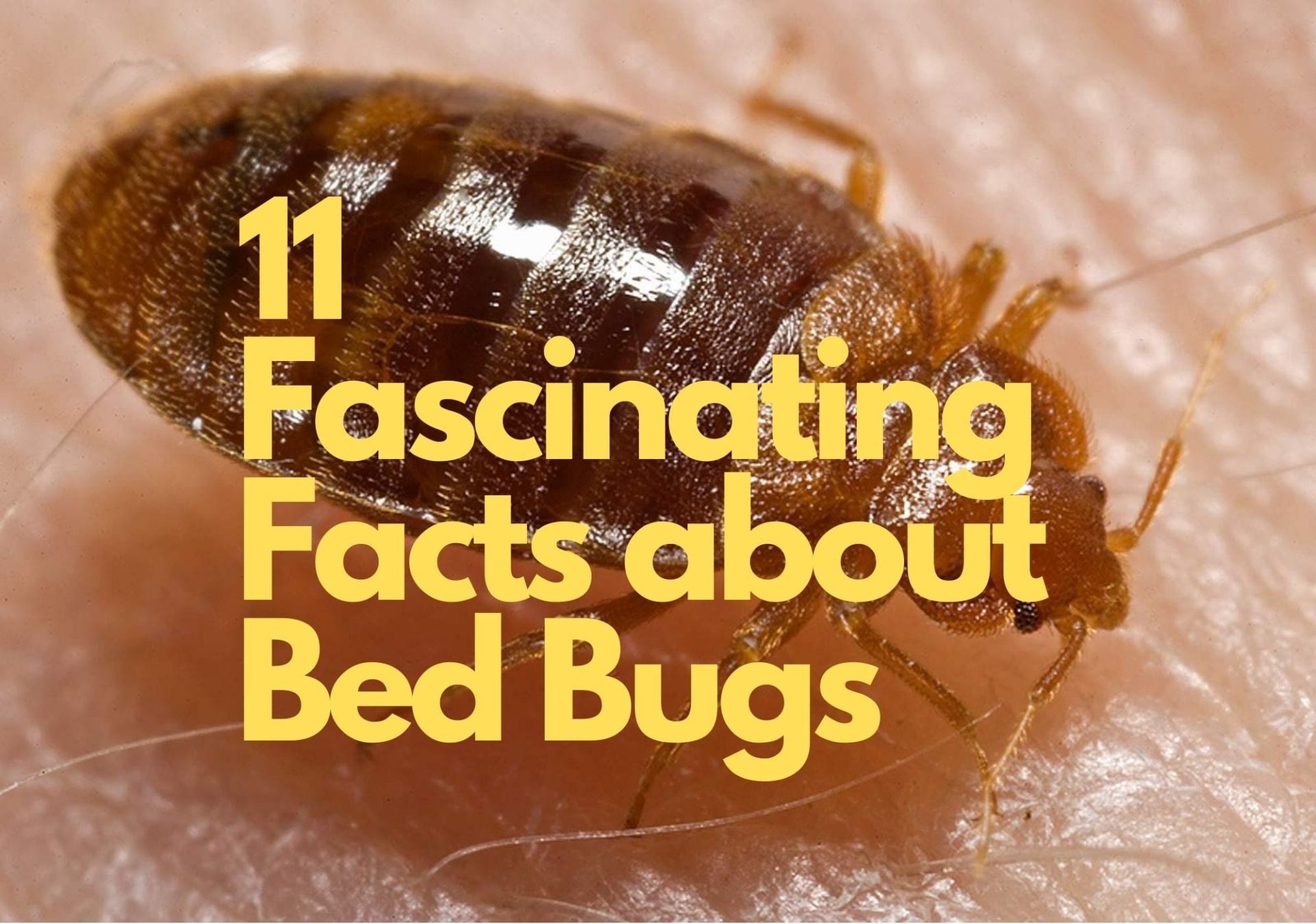 Discover What Bed Bugs Look Like On A Mattress: Unveiling The Truth ...